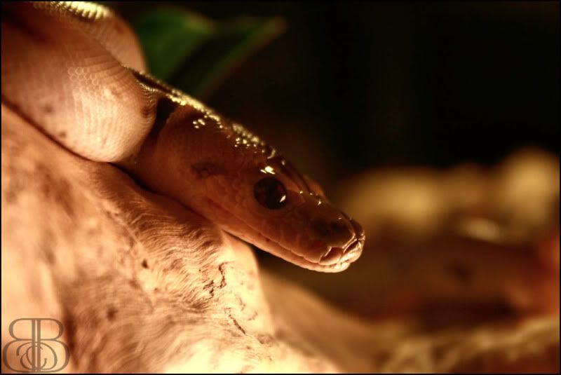 Green Burmese Python :) | Reptile Forums