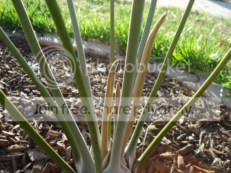 Lepidozamia peroffskyana flushing - TROPICAL LOOKING PLANTS - Other ...