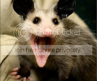 Two possums and a raccoon,,,,,,,,sounds like a song ,,, - Discussion ...