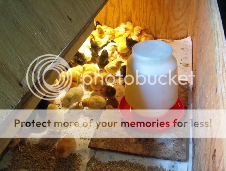moved chicks to brooder room today PICs | BackYard Chickens - Learn How ...