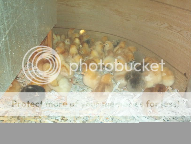 Red Star Chickens | Page 3 | BackYard Chickens - Learn How to Raise ...