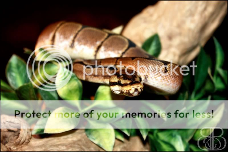 Spider Royal Python | Reptile Forums