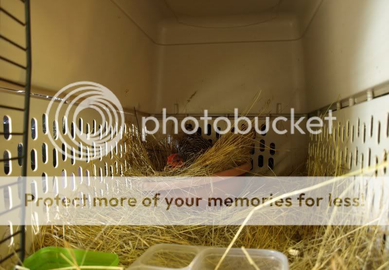 Use large dog kennel as a broody box? | BackYard Chickens - Learn How ...