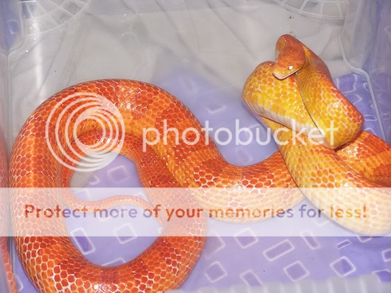 Evil Snake Picture Competition | Reptile Forums