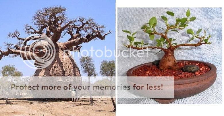 fun mini baobab pic - AusBonsai