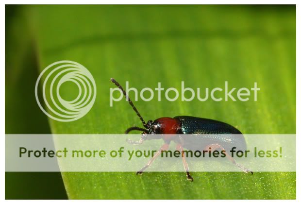 diverse verschillende soorten, keversoorten, kever, kevers, kevertje ...